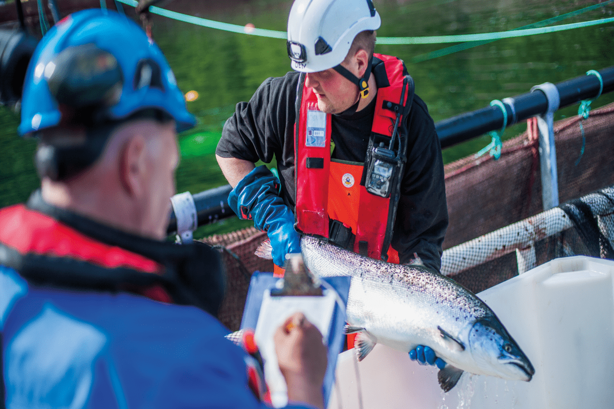 Home | Manufacturer, Exporters & Distributors Of Seafoods Like Salmon ...
